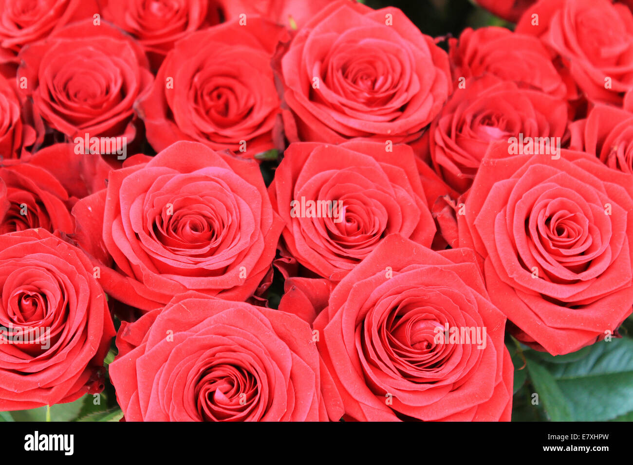 Woman with red roses bouquet hi-res stock photography and images - Alamy