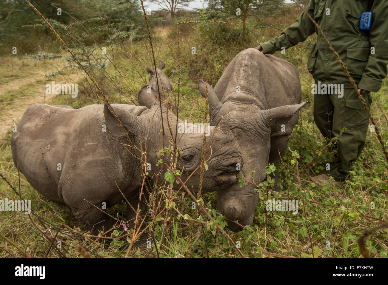 Orphaned baby southern white rhino hi-res stock photography and images ...