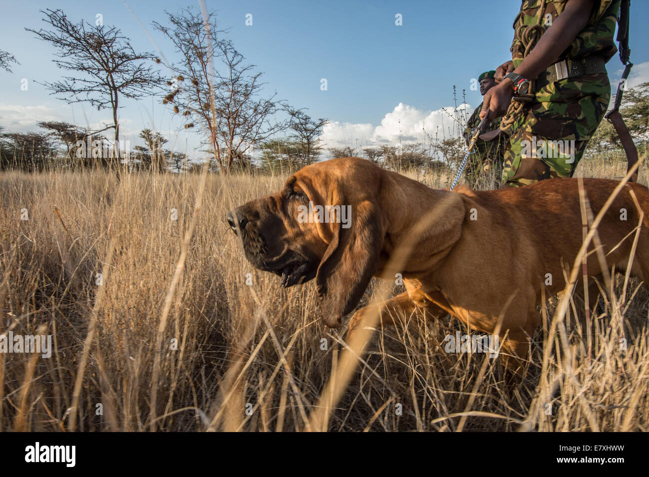 Antipoaching dog hi-res stock photography and images - Alamy