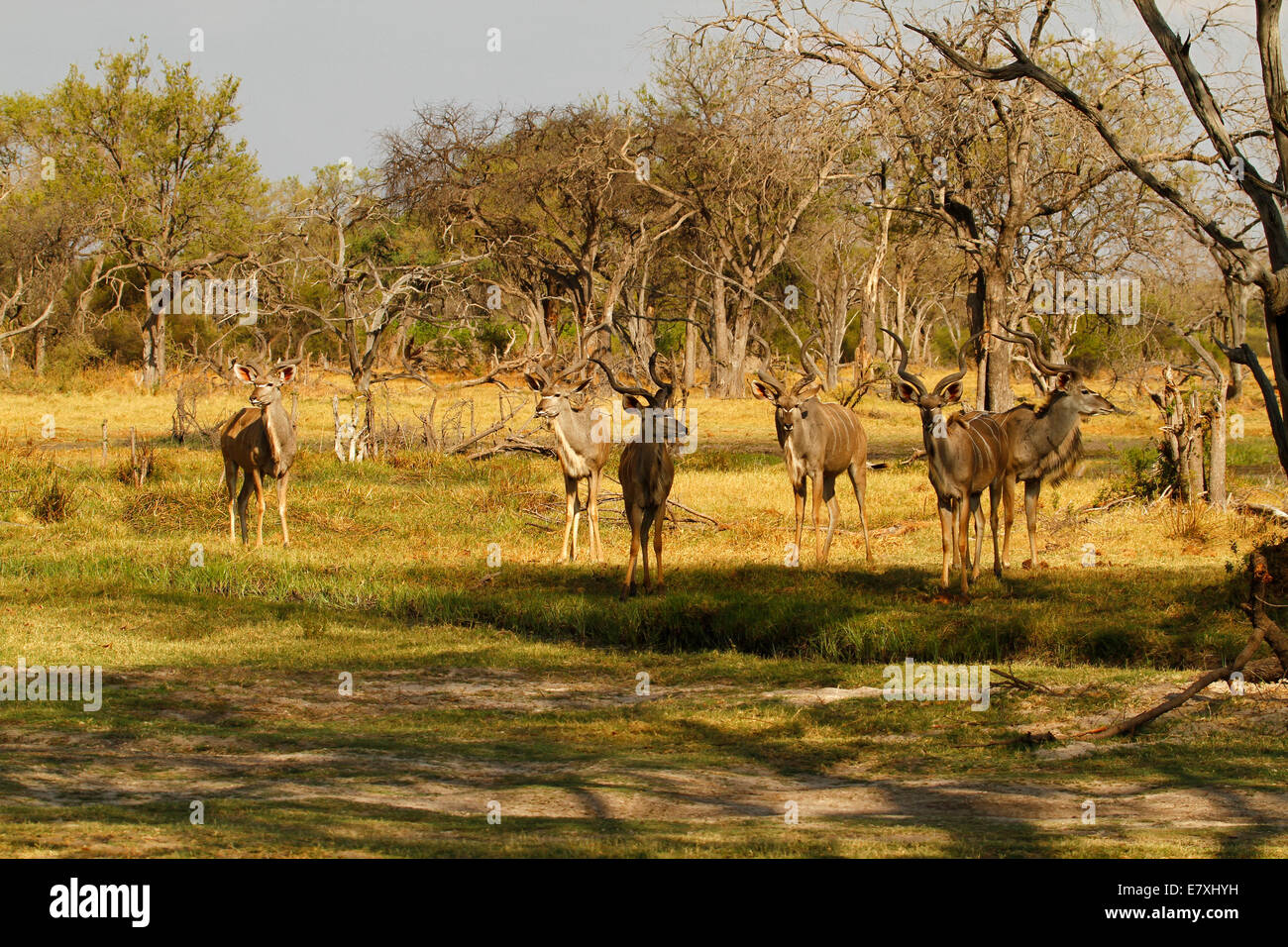 African Wild Greater Kudu Bull Antelope bachelor herd, very majestic ...