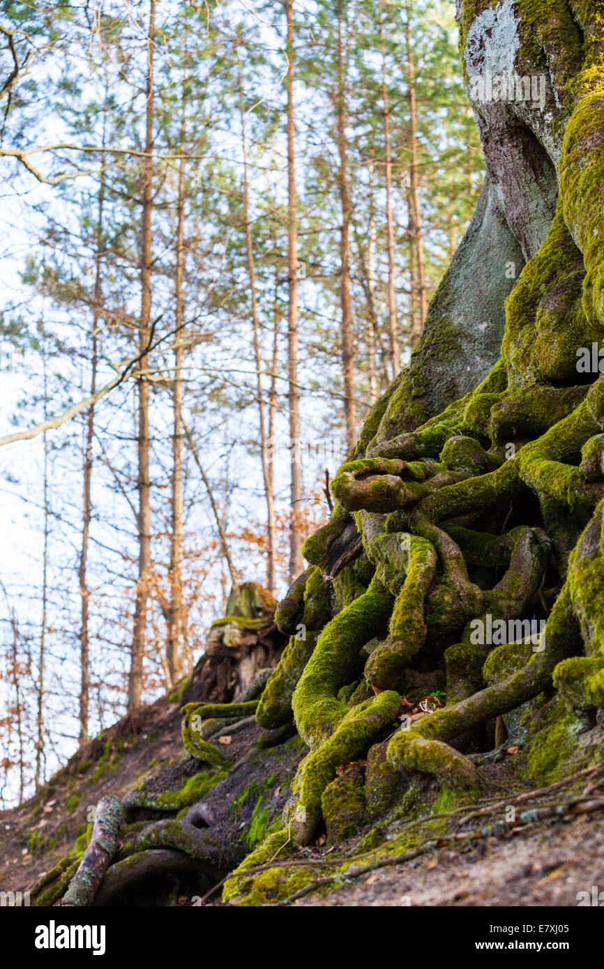 Nature. Closeup of tangled tree roots covered with green moss. Outdoor ...
