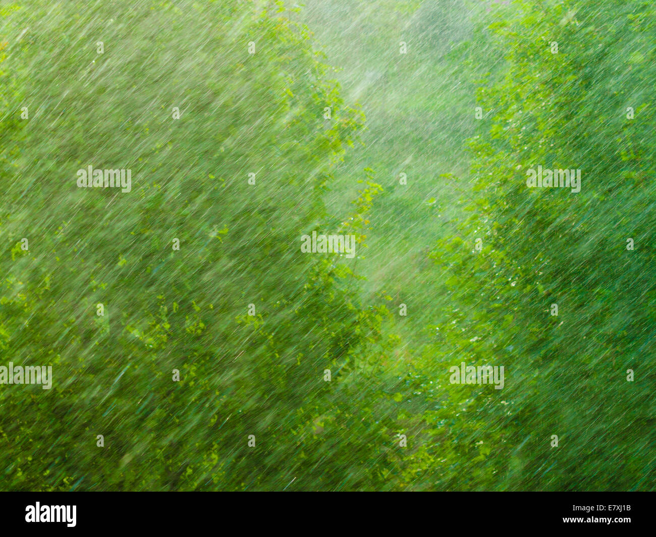 Summer rainy outside window, water drops droplets raindrops on glass windowpane as background ...