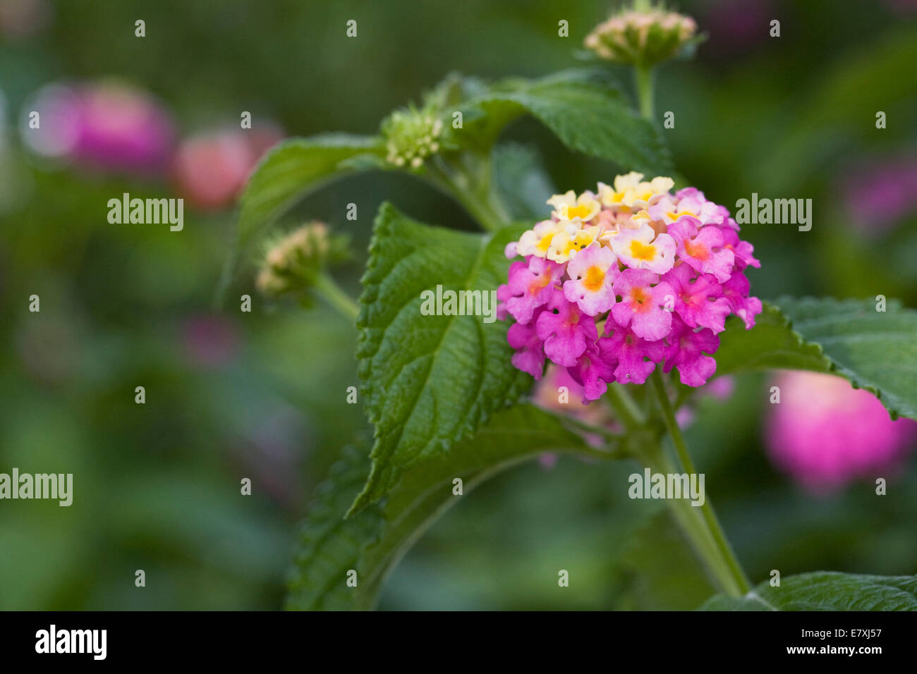 Lantana camara rose flower hi-res stock photography and images - Alamy