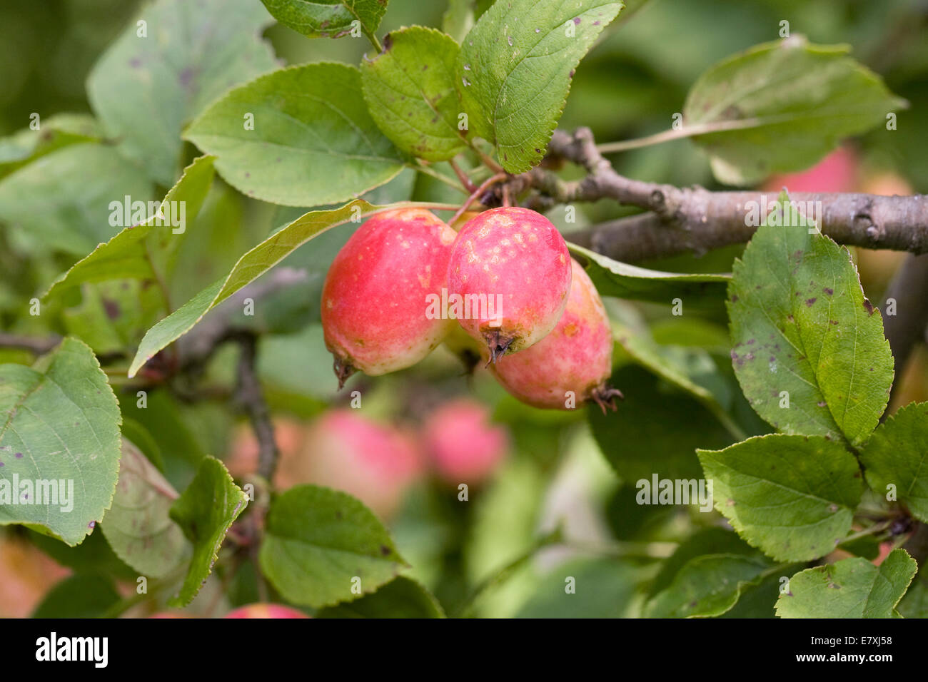 Malus kansuensis fruits in midsummer. Calva Crabapple fruit Stock Photo ...