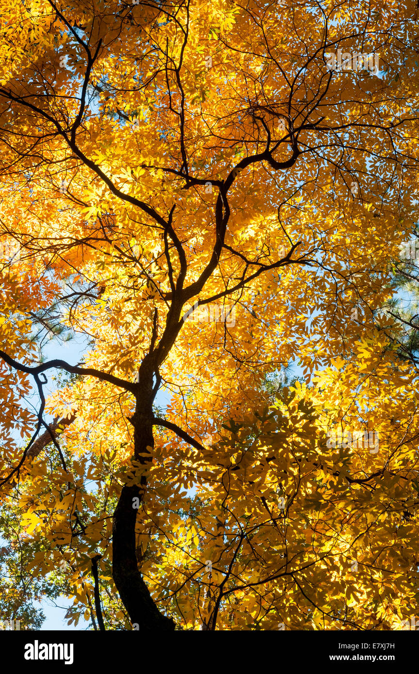 Sassafras(Sassafras albidum) in Talladega National Forest, Alabama, USA ...