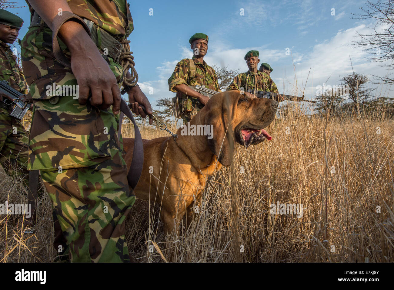 Antipoaching hi-res stock photography and images - Alamy