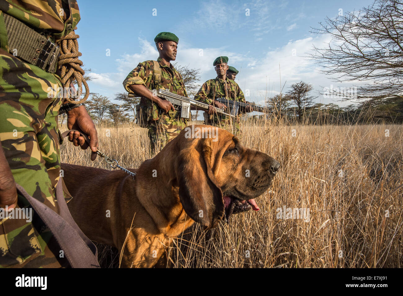 An antipoaching patrol at the Lewa Wildlife Conservancy. Dog handlers ...