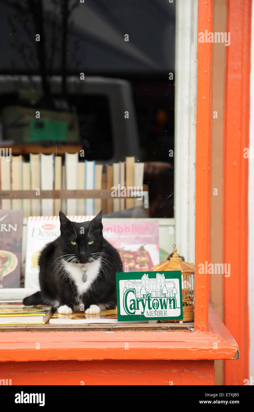 Cat in a bookshop window, Carytown, Richmond, Virginia Stock Photo - Alamy