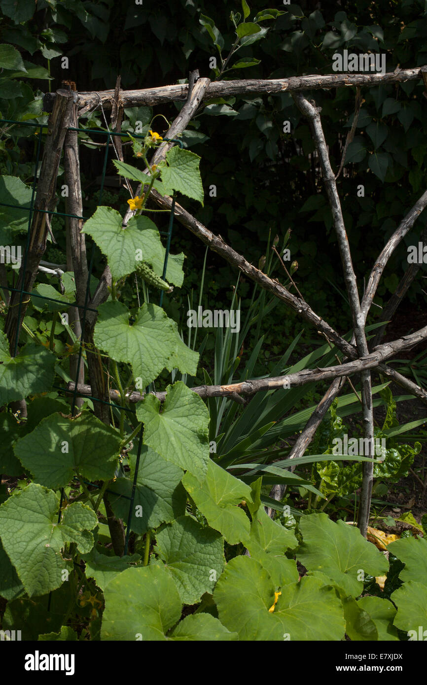 Cucumbers climb up a rustic trellis in a home garden Stock Photo - Alamy