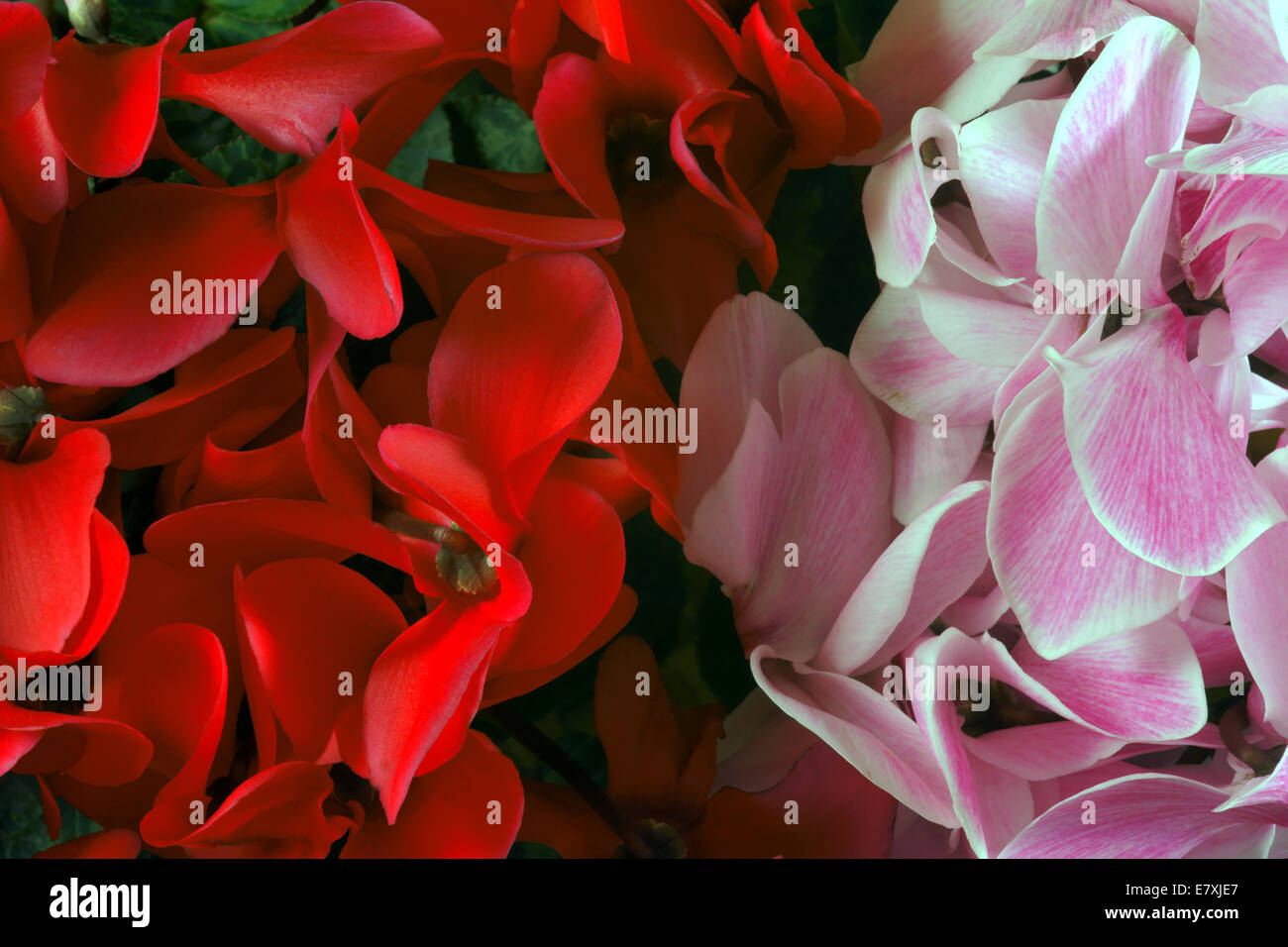 Bouquet of red and pink violets Stock Photo - Alamy