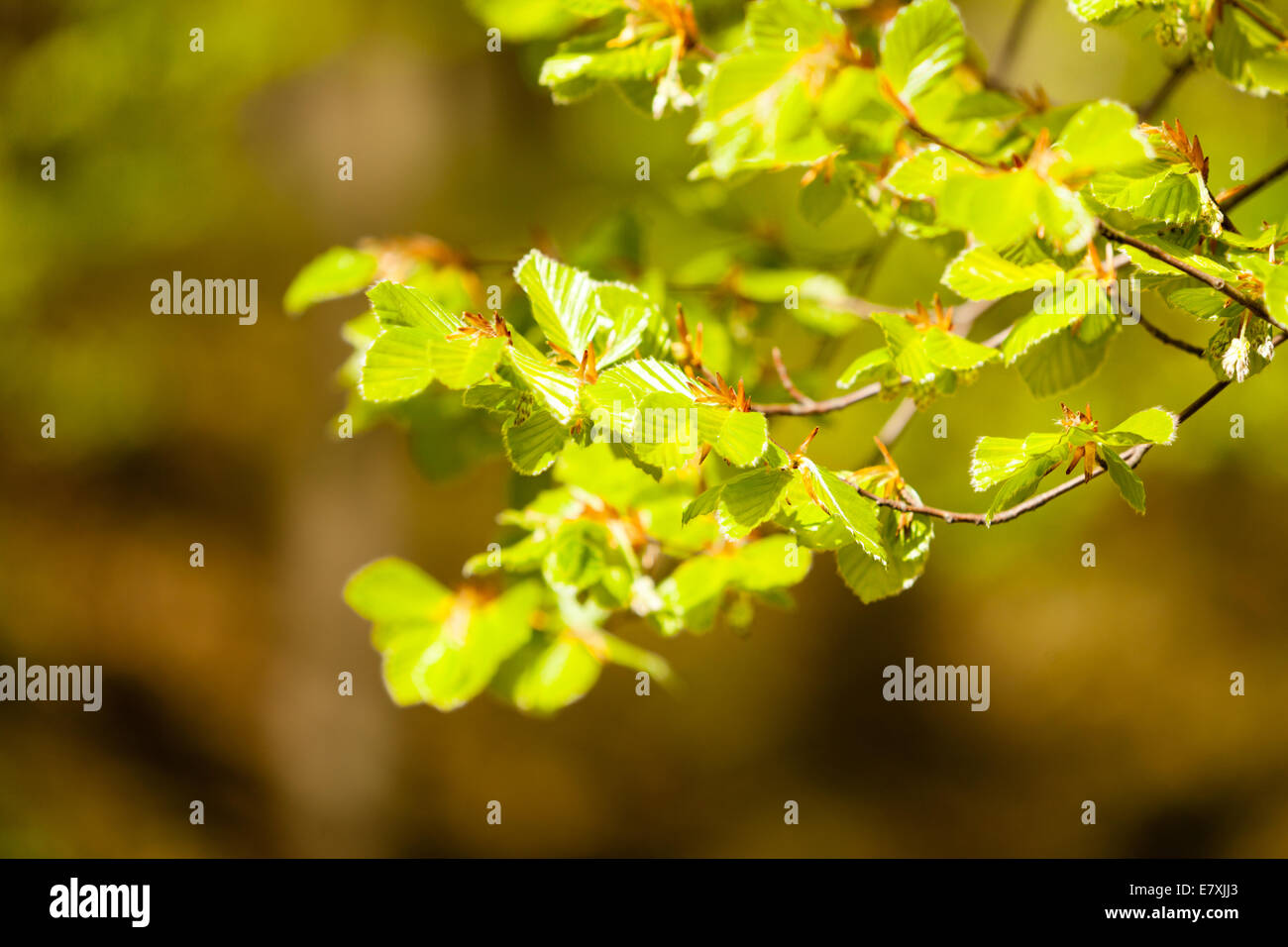 Green leaves on hazelnut tree hi-res stock photography and images - Alamy
