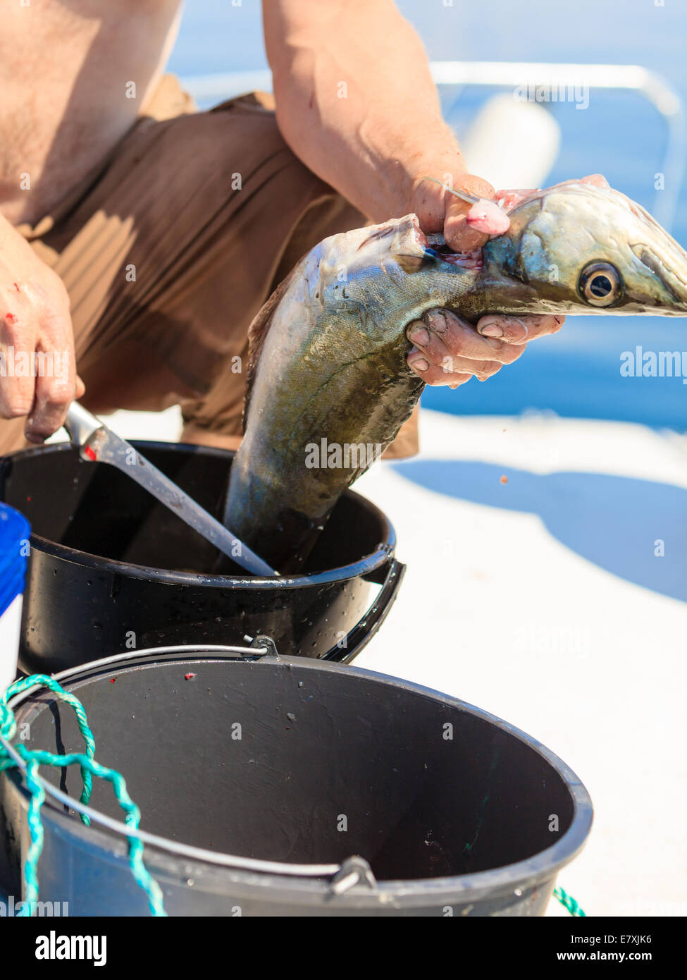 Fishing - man angler cleaning preparing fish aboard boat, outdoors ...