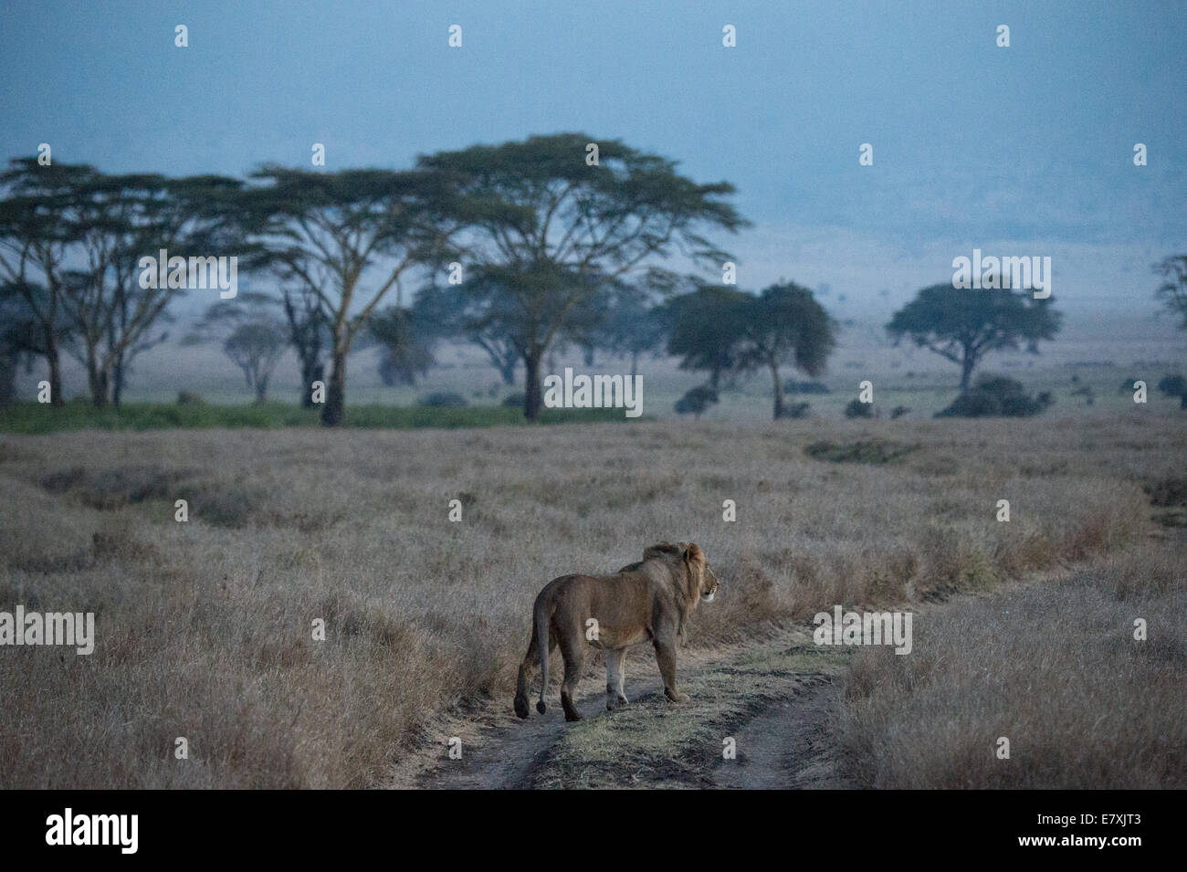 The Lewa Wildlife Conservancy serves as a refuge for endangered species ...
