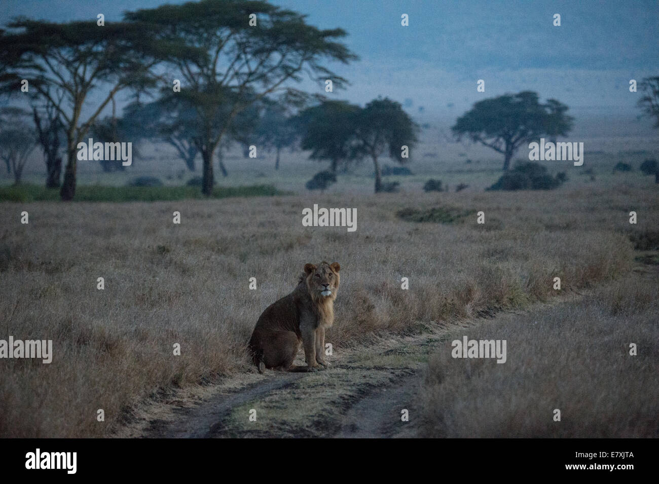 The Lewa Wildlife Conservancy serves as a refuge for endangered species ...