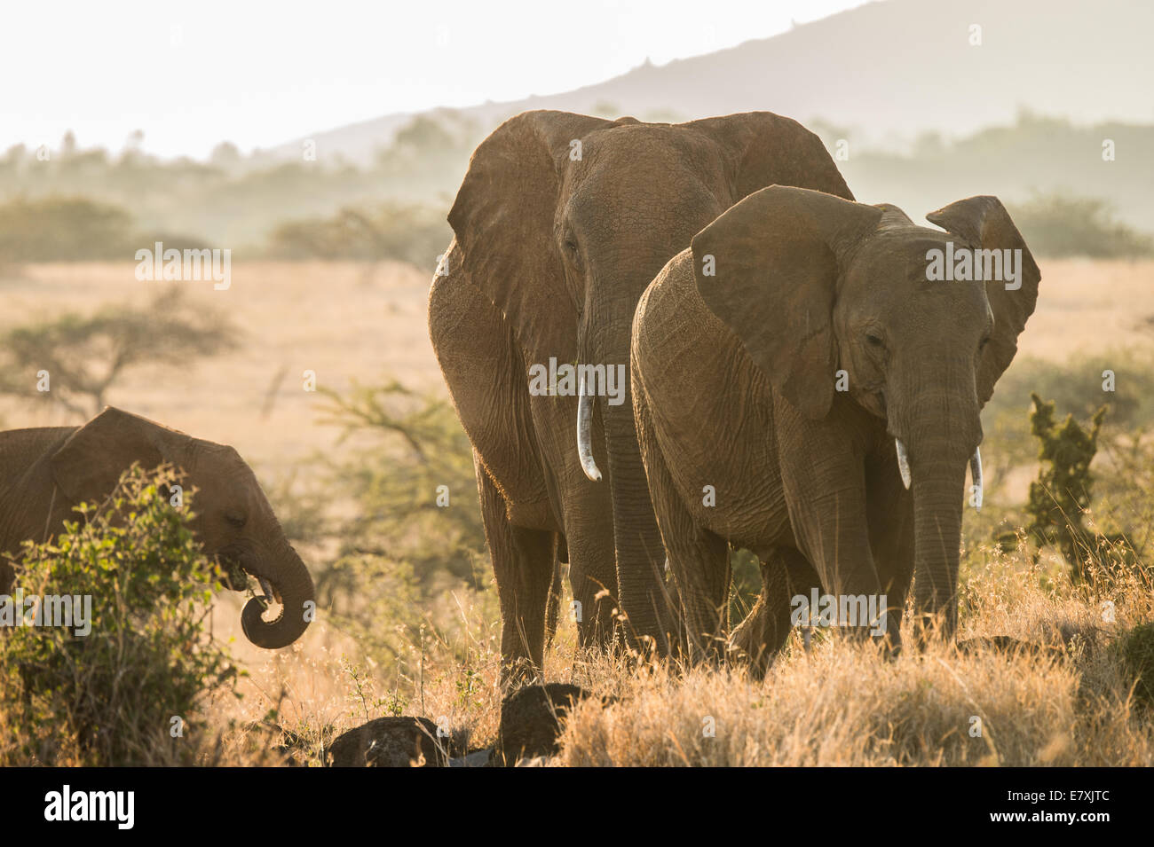 The Lewa Wildlife Conservancy serves as a refuge for endangered species ...