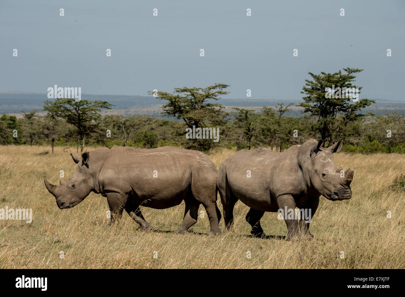 Rhino with sawed off horn hi-res stock photography and images - Alamy