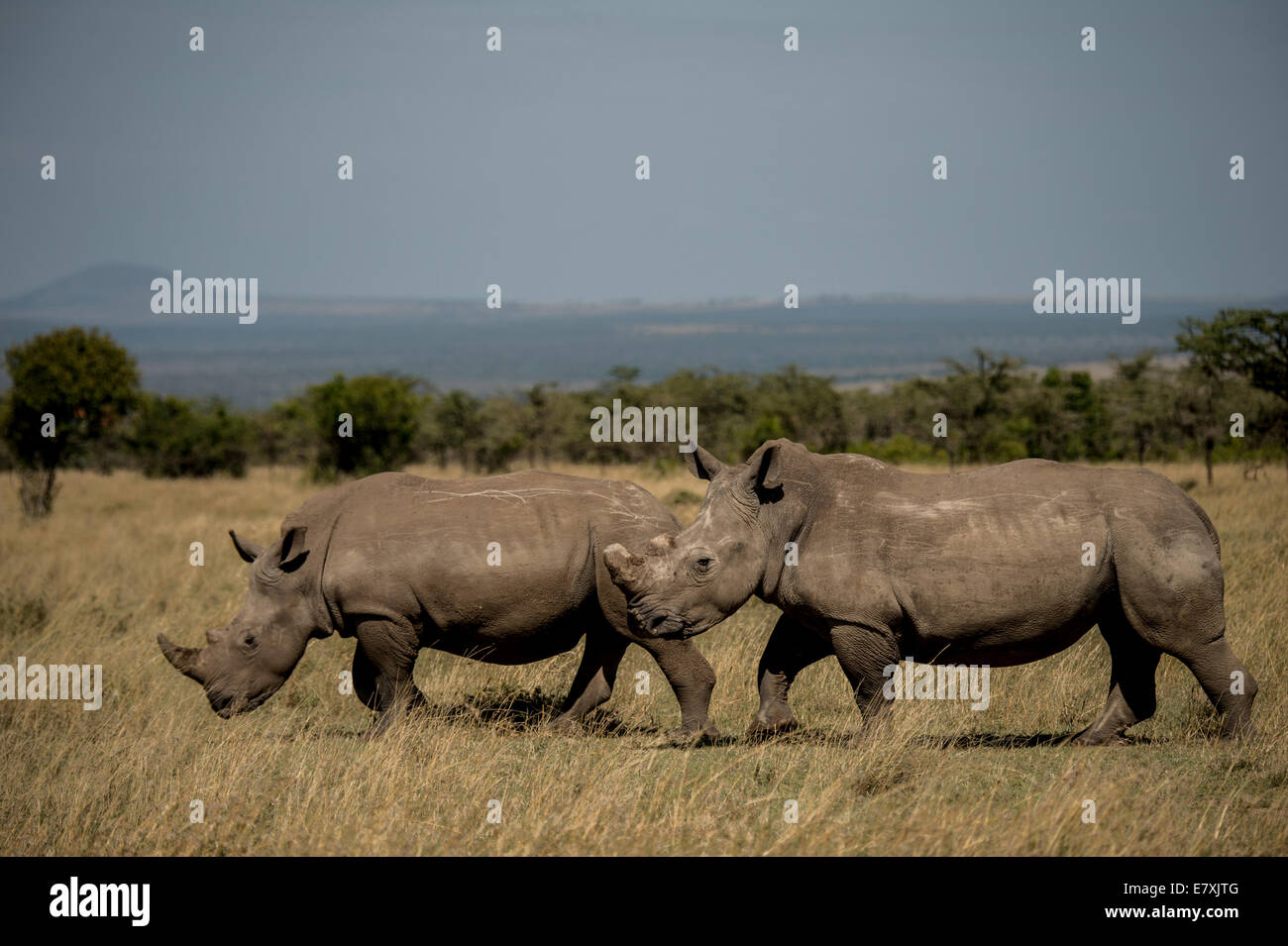 Fatu, (with sawed off horn) socializes with southern white rhinos at Ol ...