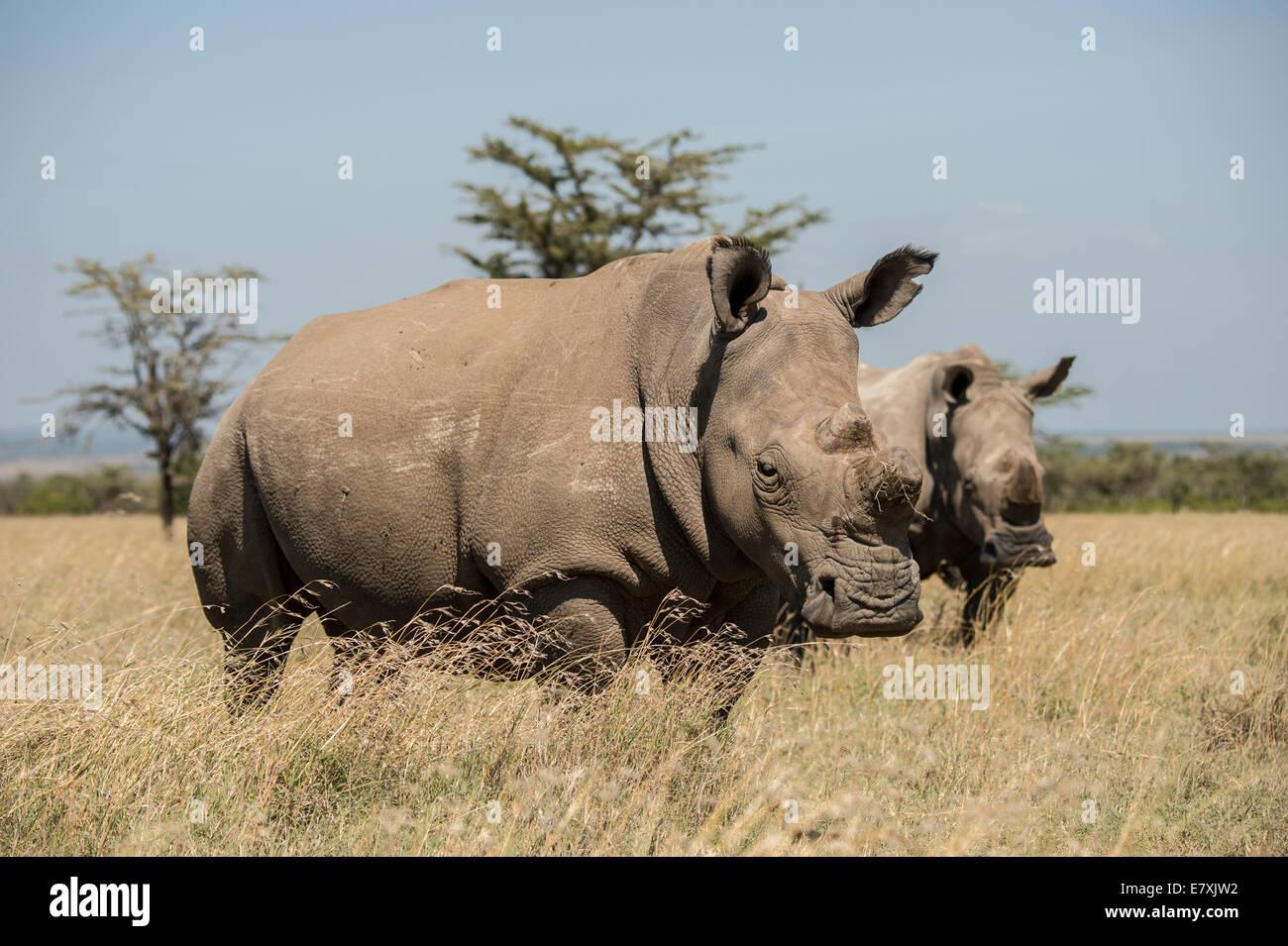 Fatu, (with sawed off horn) socializes with southern white rhinos at Ol ...