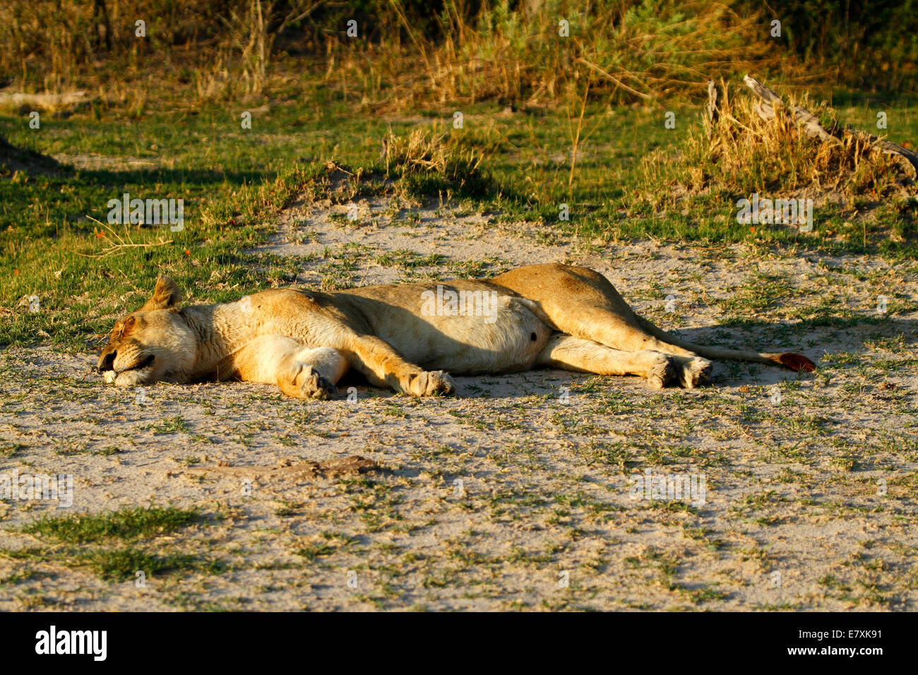 The regal lion, Africa's top & most feared apex predator, this lioness ...