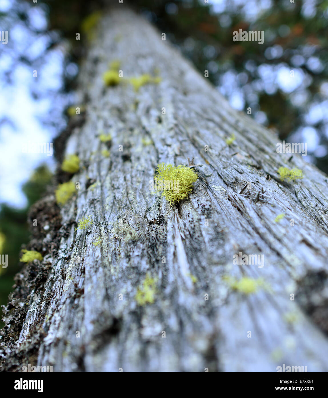 Lichen tree hi-res stock photography and images - Alamy
