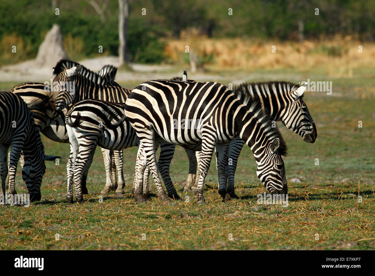 Zebra herd with foals hi-res stock photography and images - Alamy