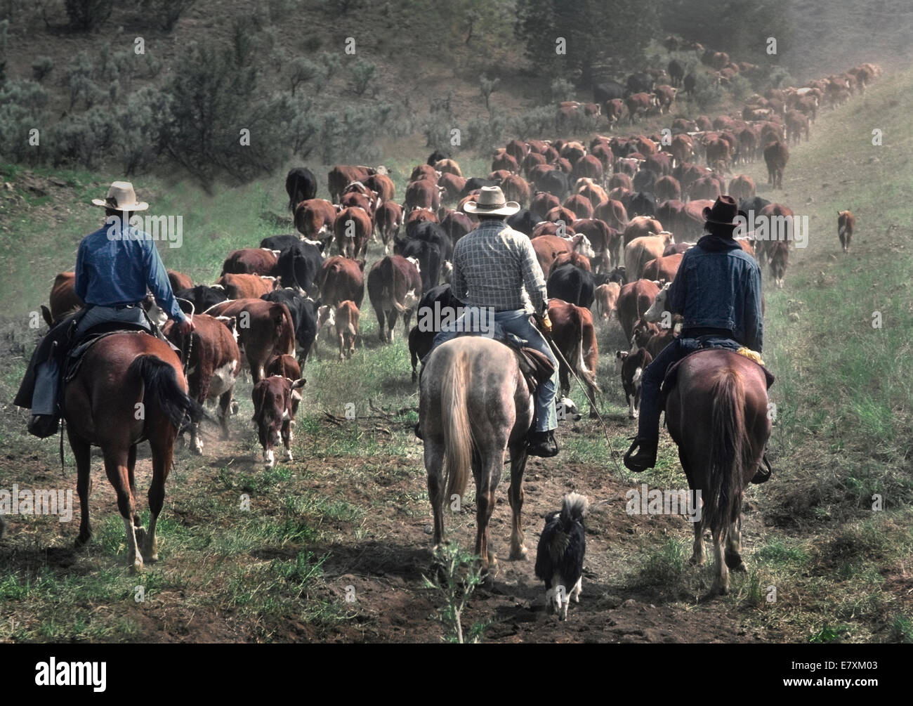 Cattle drive hi-res stock photography and images - Alamy