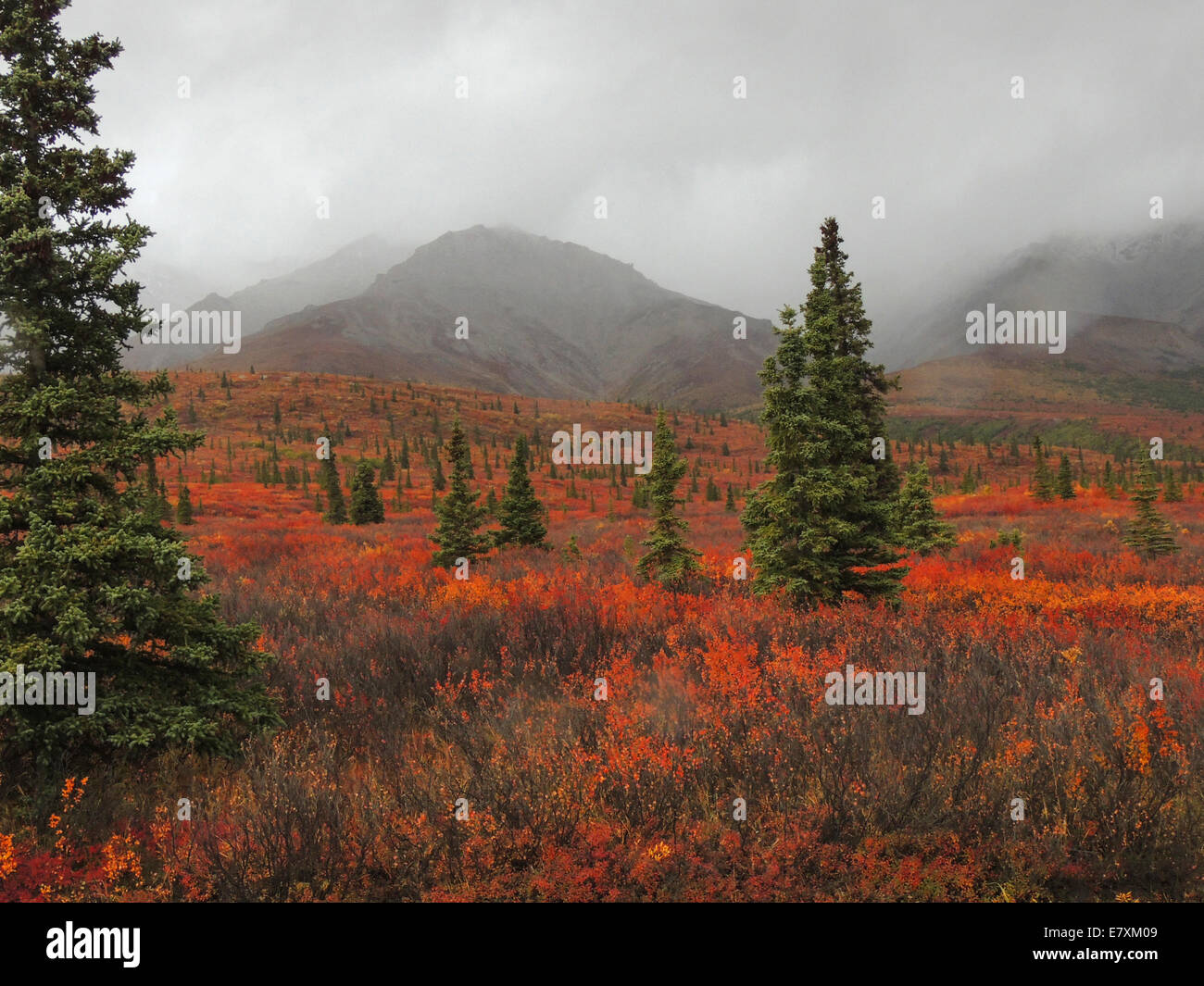 Tundra Trees And Plants