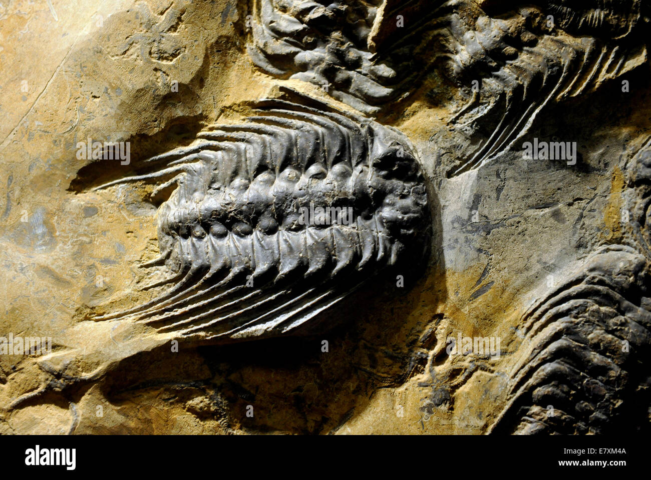 Selenopeltis Slab ( sandstone with trilobite fossils from Morocco is ...