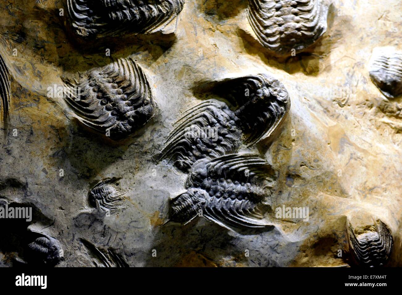 Selenopeltis Slab ( sandstone with trilobite fossils from Morocco is ...