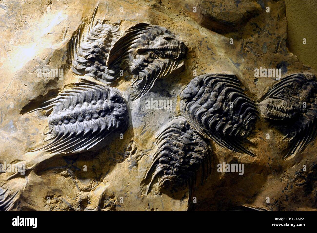 Selenopeltis Slab ( sandstone with trilobite fossils from Morocco is ...