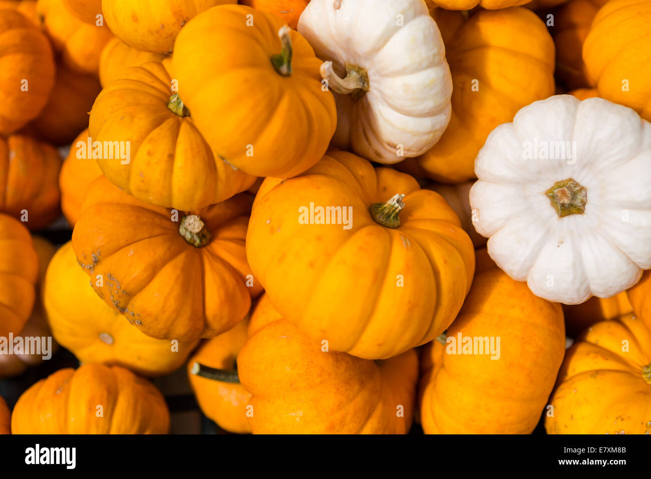 Miniature pumpkins at the pumpkin patch Stock Photo - Alamy