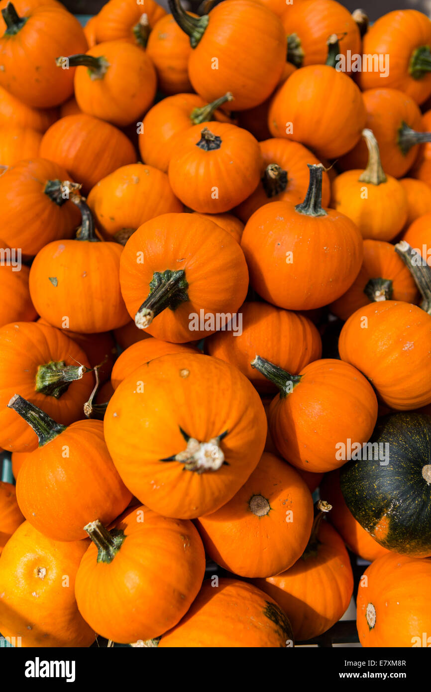 Miniature pumpkins at the pumpkin patch Stock Photo - Alamy