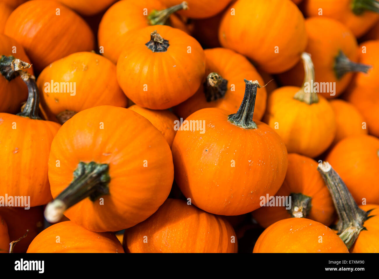 Miniature pumpkins at the pumpkin patch Stock Photo - Alamy