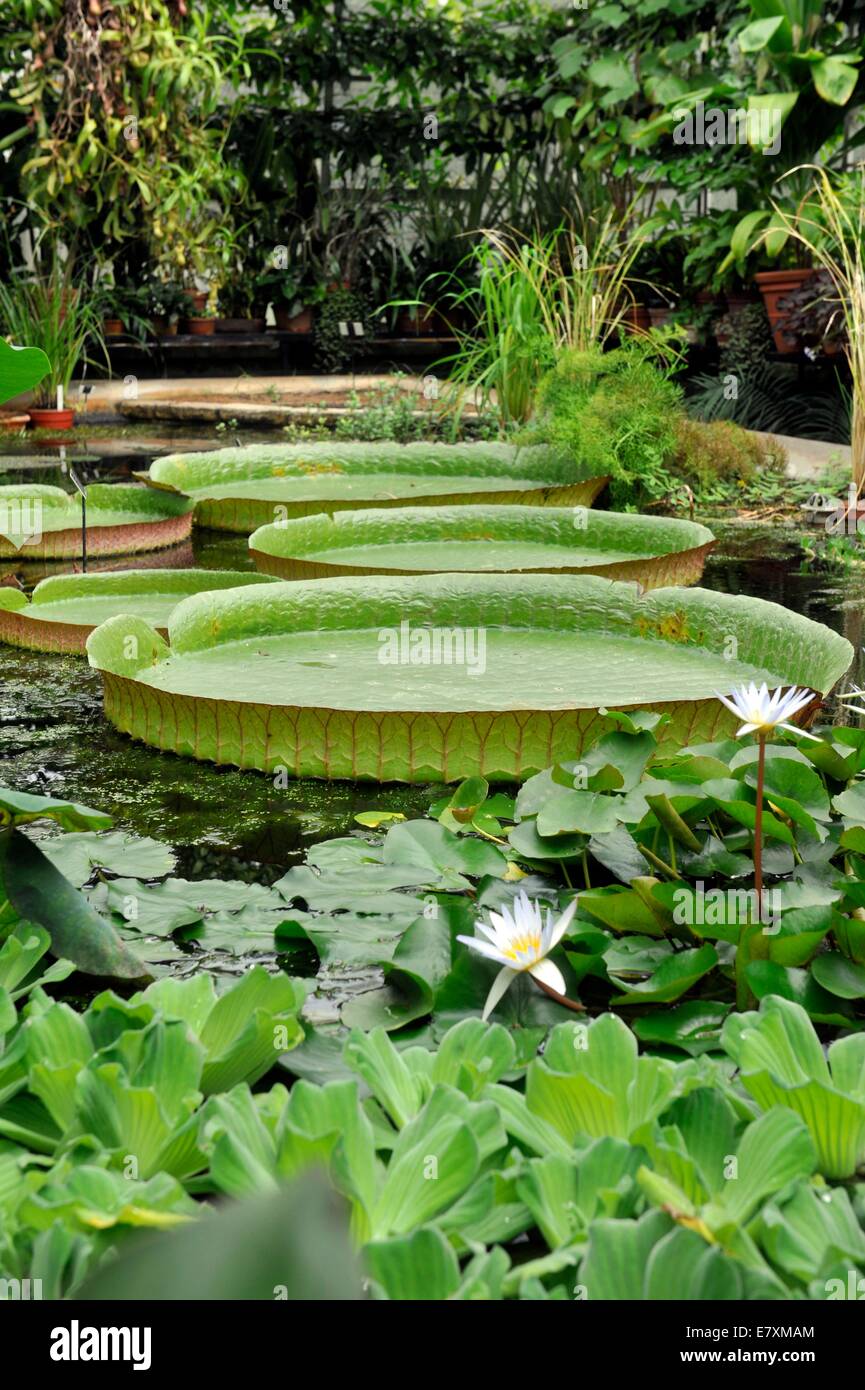 The University of Oxford Botanic Garden is the oldest botanic garden in ...
