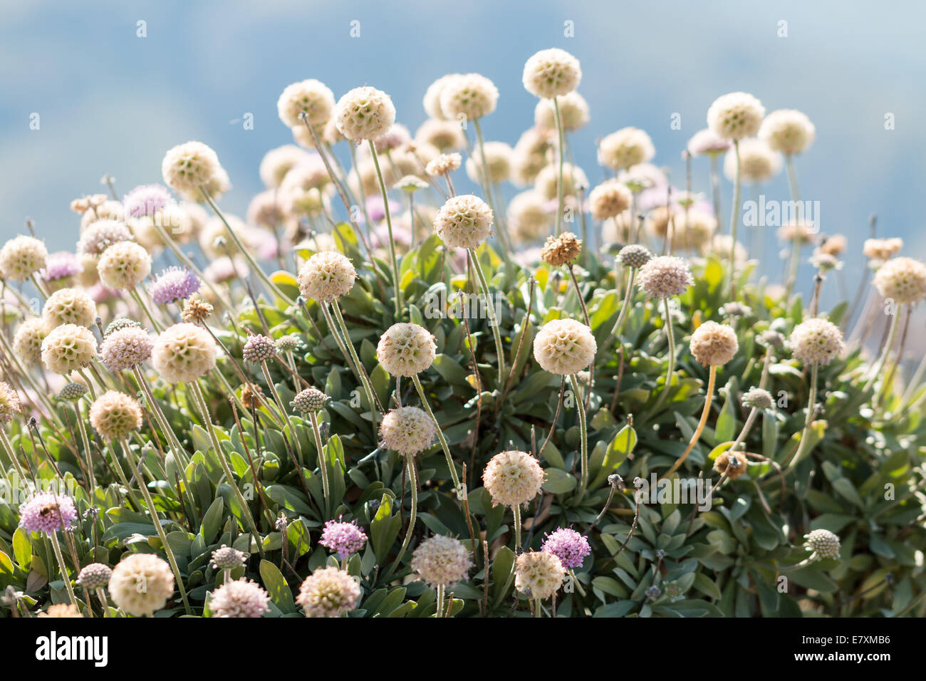 White plants with fluffy flowers Stock Photo - Alamy