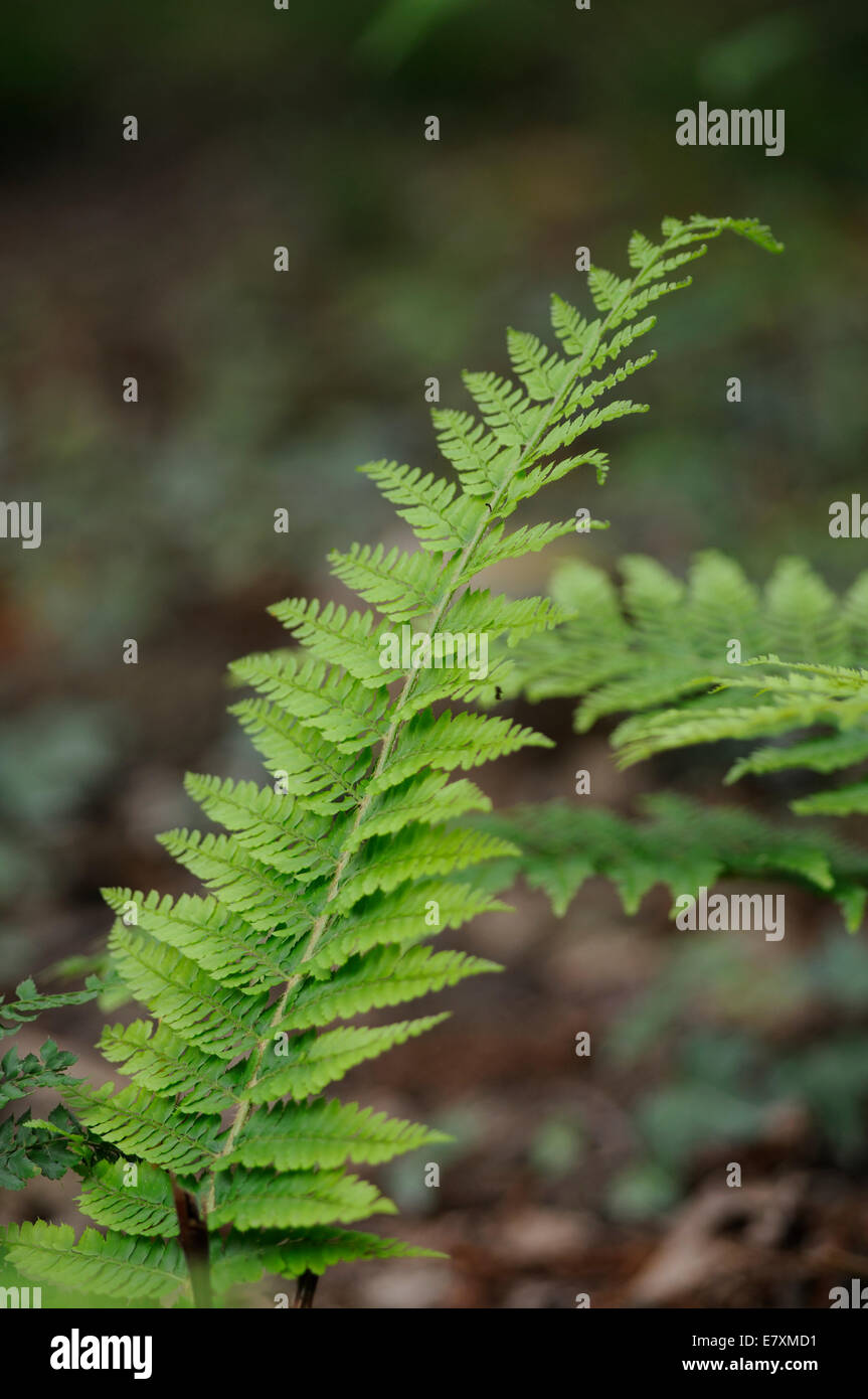 Fertn hi-res stock photography and images - Alamy