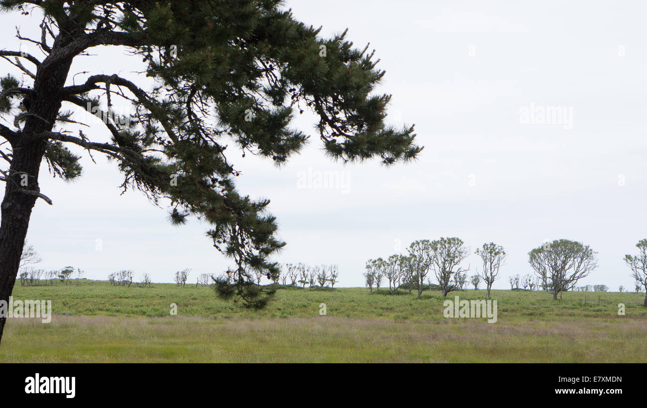 Nantucket landscape hi-res stock photography and images - Alamy