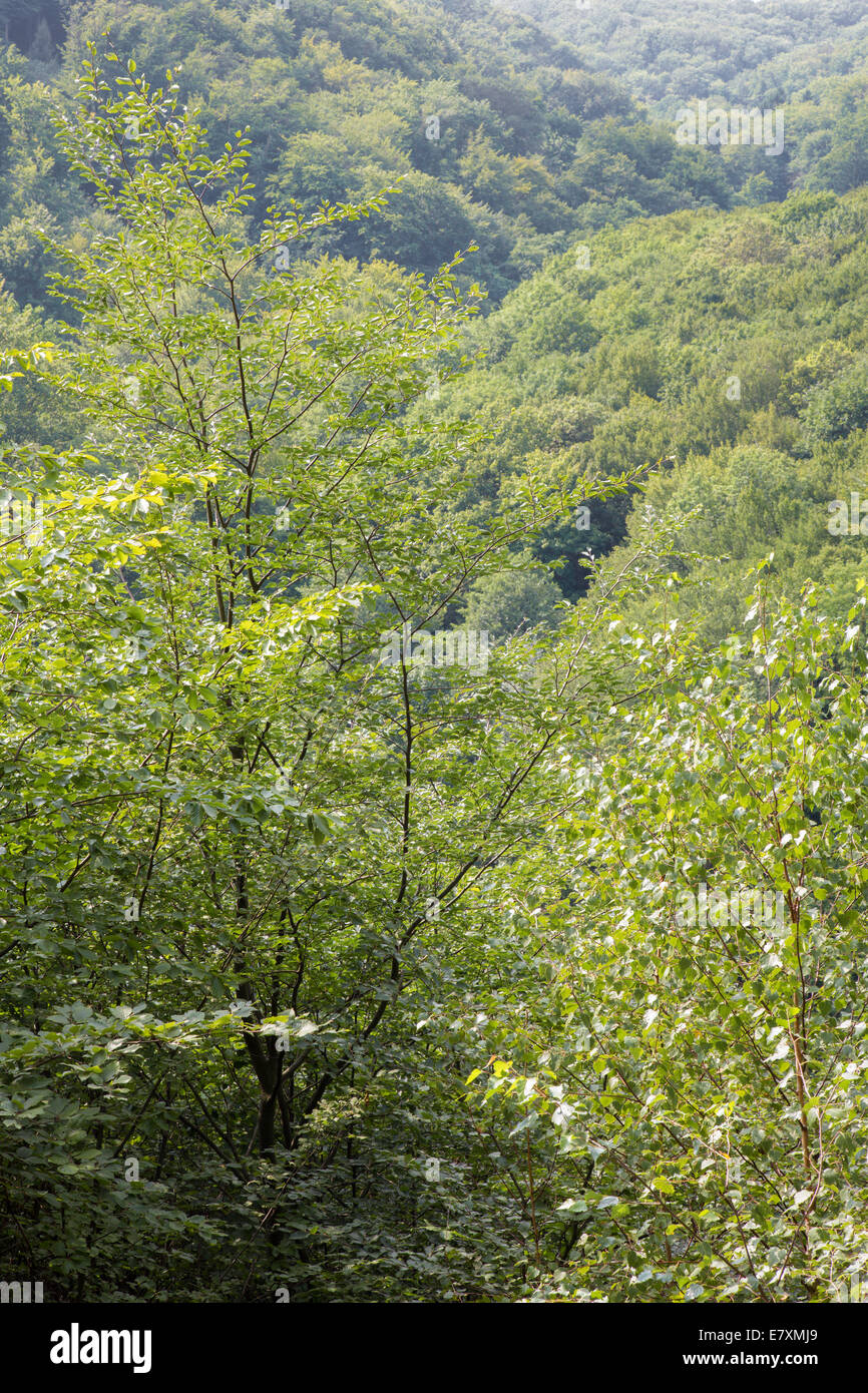 Outlook forest hi-res stock photography and images - Alamy