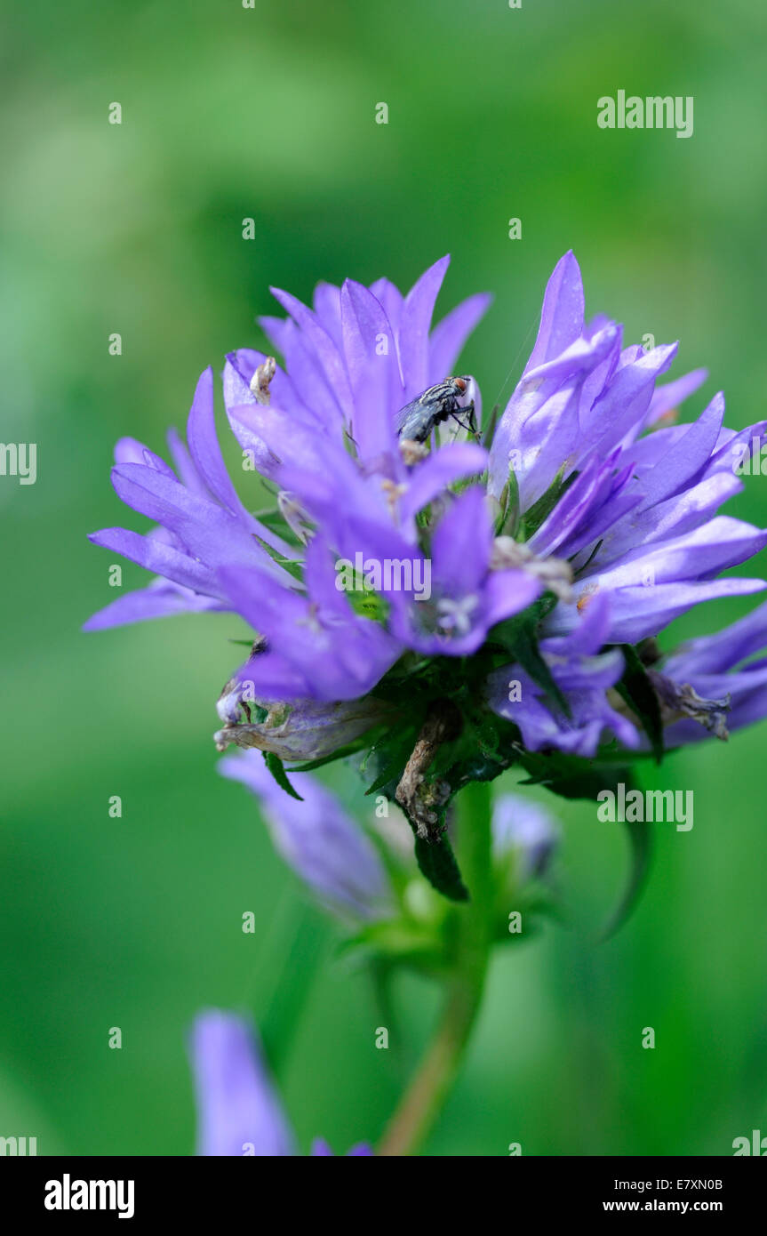flower with fly Stock Photo - Alamy