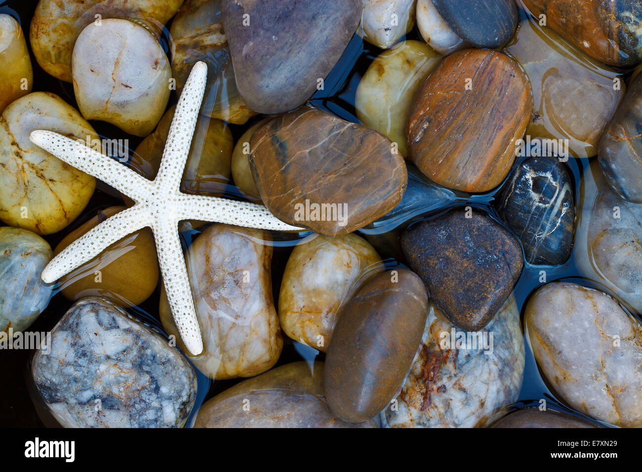 Starfish on Beach Rocks Stock Photo - Alamy