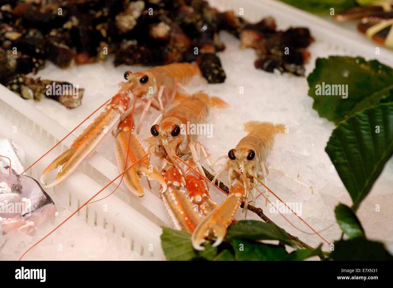 Crayfish fish hi-res stock photography and images - Alamy