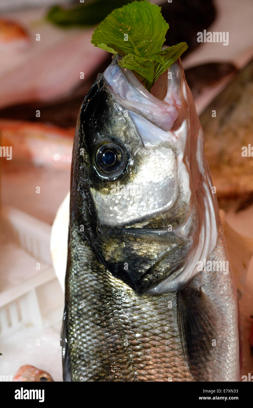 Bass fish hi-res stock photography and images - Alamy