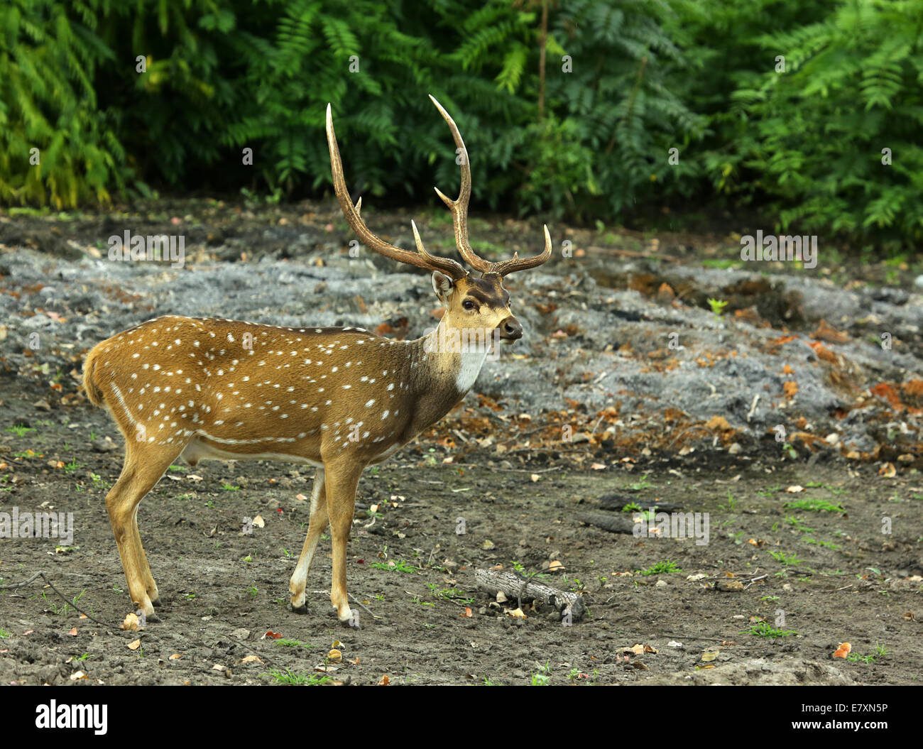 The Spotted Deer is the most commonly found member of the deer family ...