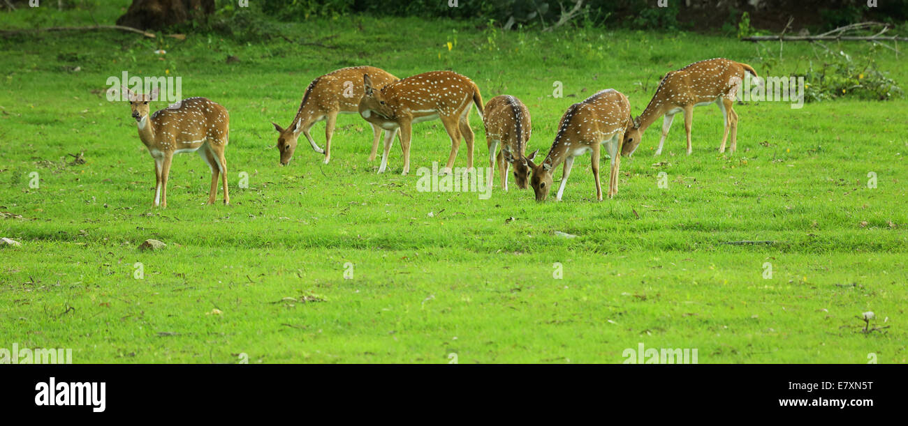 The Spotted Deer is the most commonly found member of the deer family ...