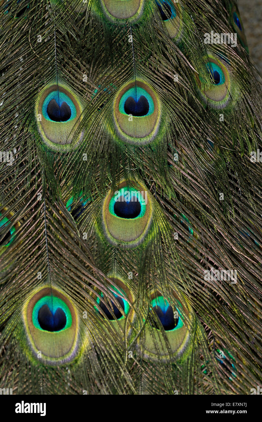 Color of feathers hi-res stock photography and images - Alamy
