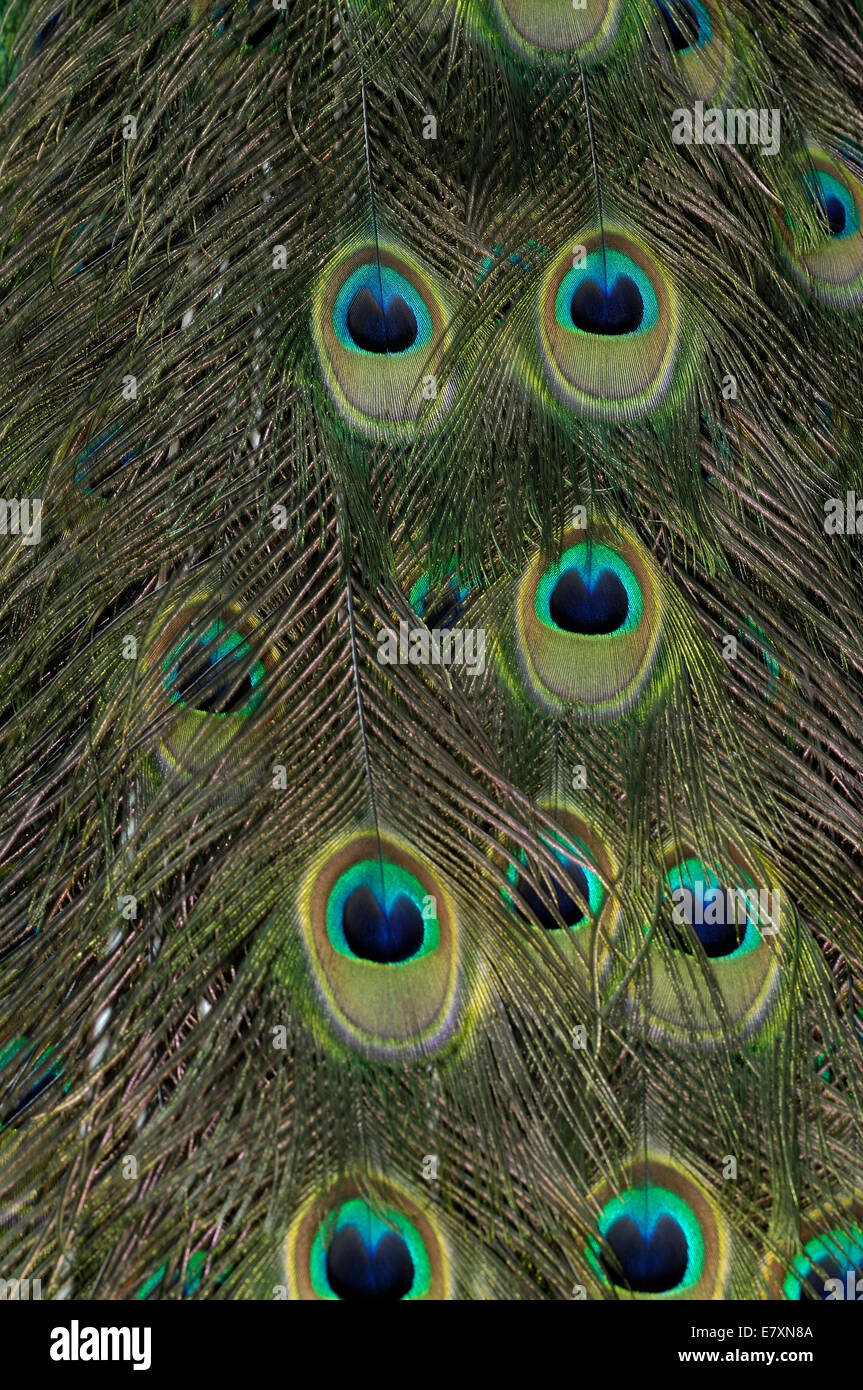 Peacock shape hi-res stock photography and images - Alamy