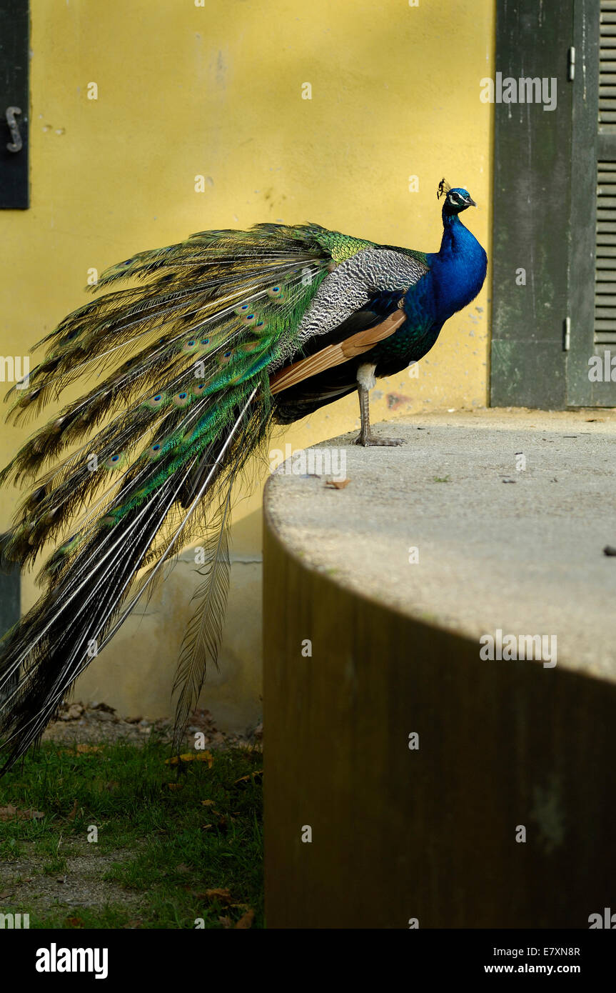 Peacock bird wildlife hi-res stock photography and images - Alamy