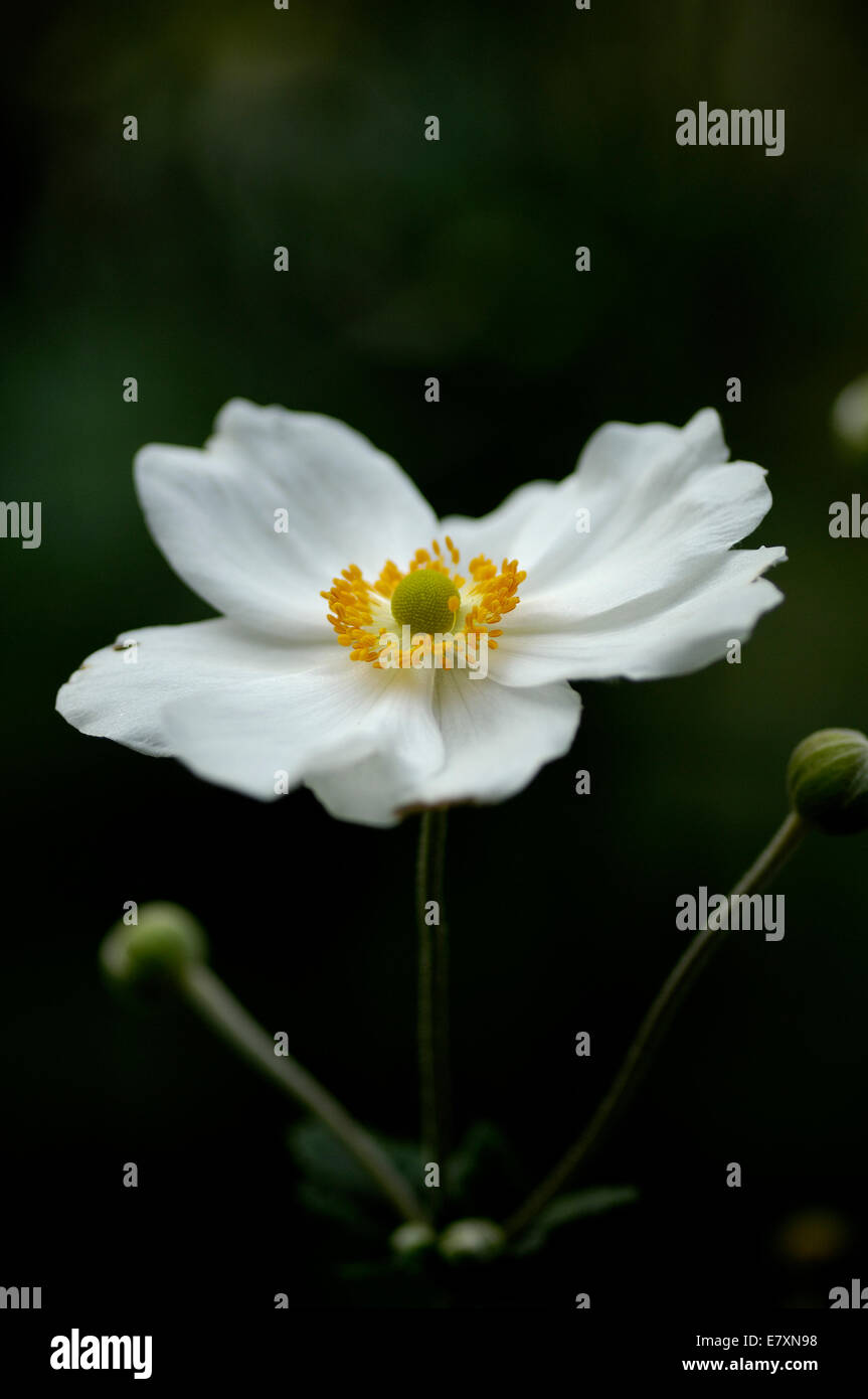 White flower garden exterior hi-res stock photography and images - Alamy