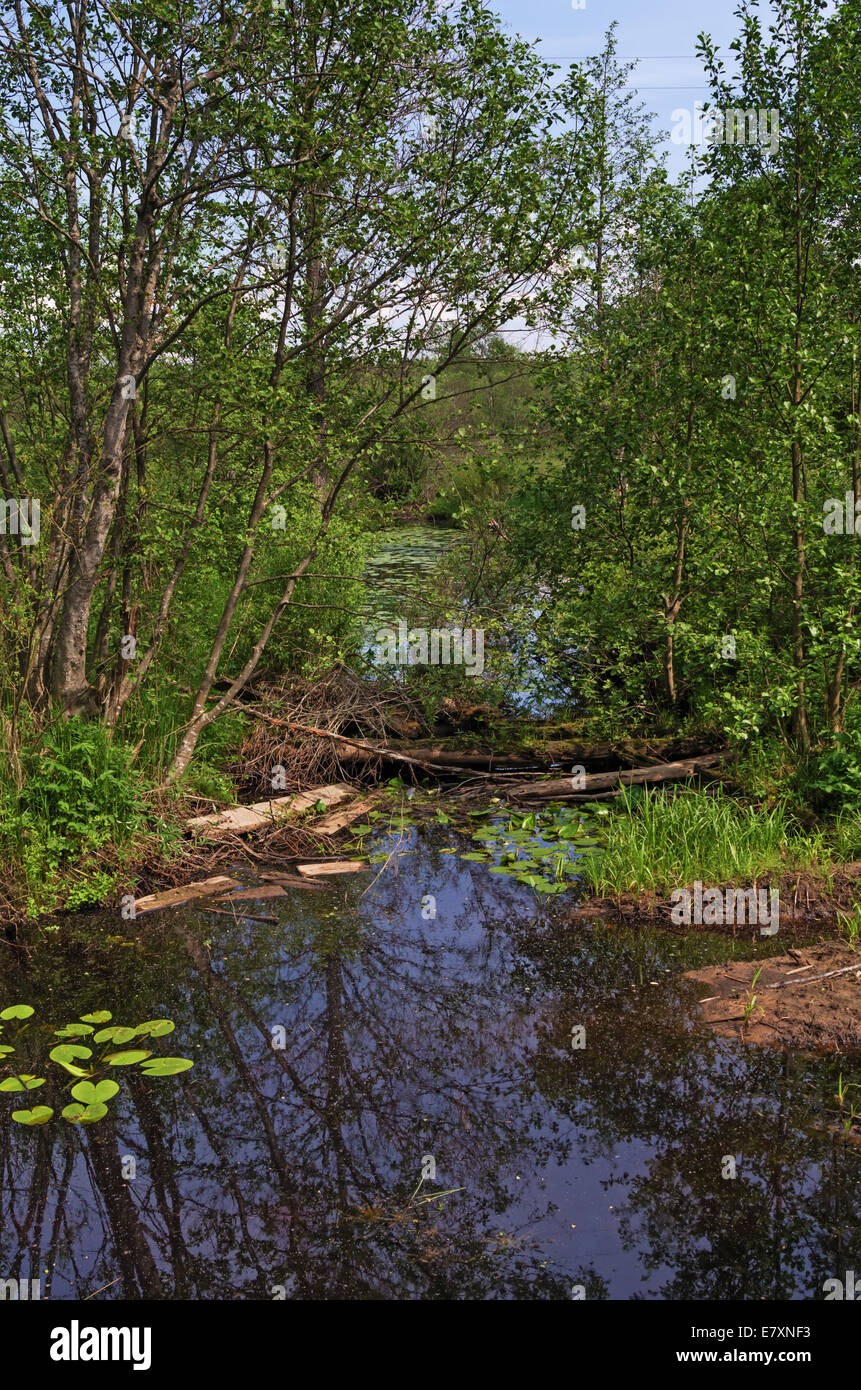 Small forest river. Old trees fallen through the river Stock Photo - Alamy