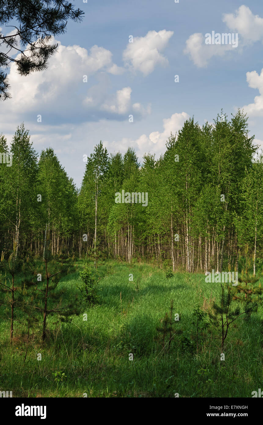 Green forest summer landscape Stock Photo - Alamy